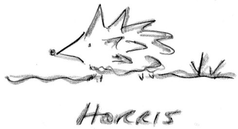 Little doodle: my first hedgehog – Katherine Bassford